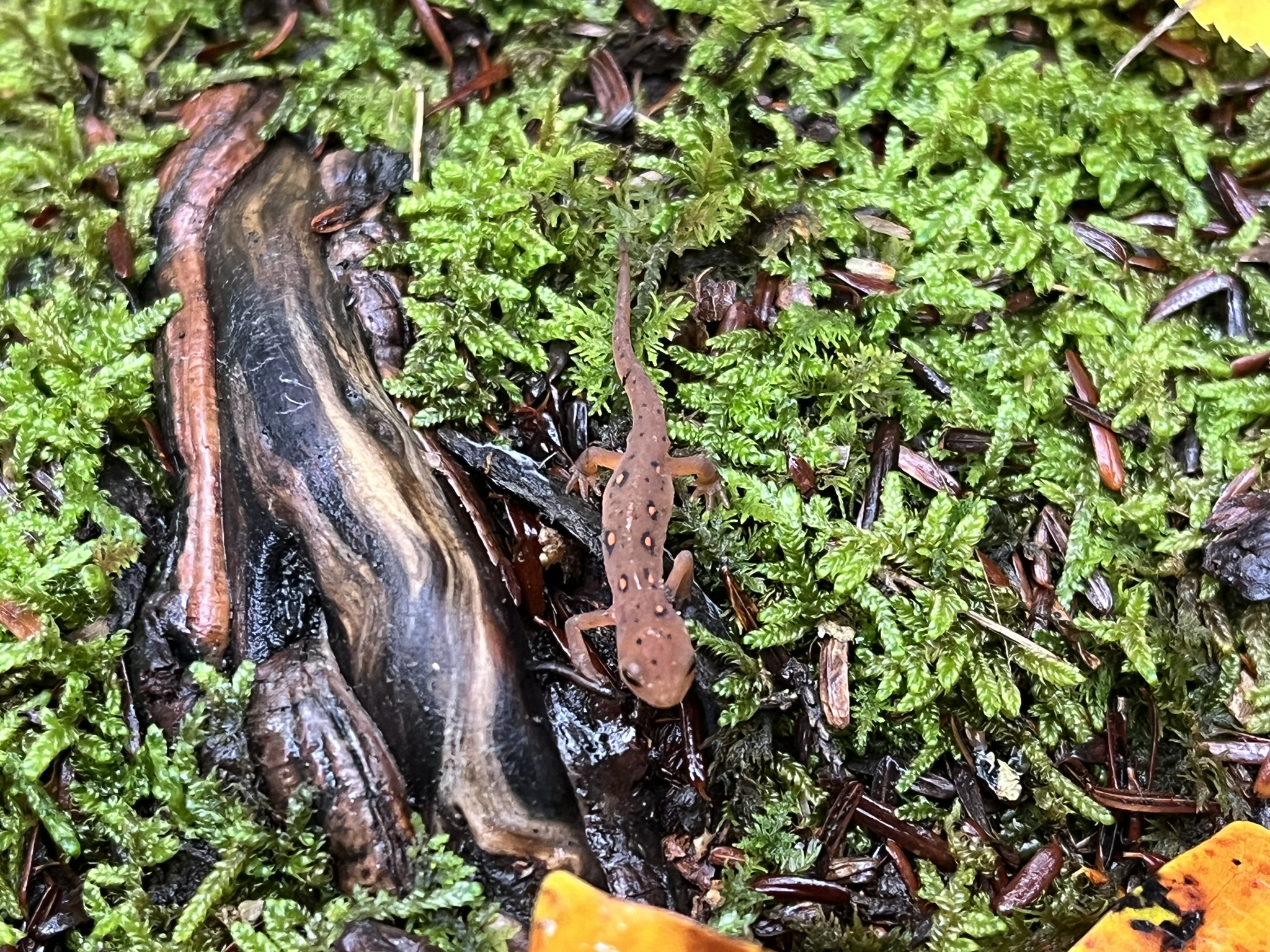 The Curious Lives of Red Efts – autumn's country diary