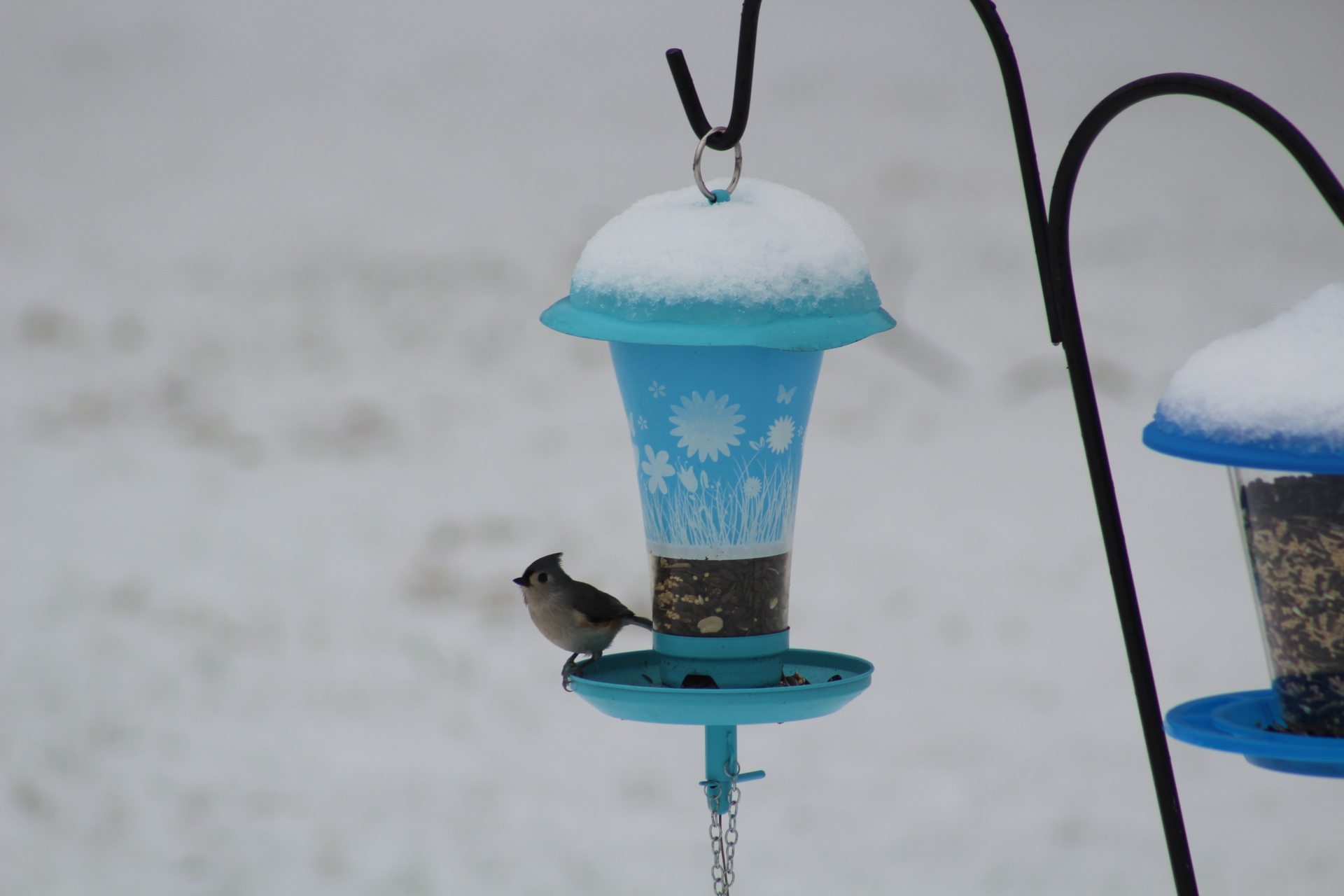 Practicing Bird Photography – Autumn Hanley