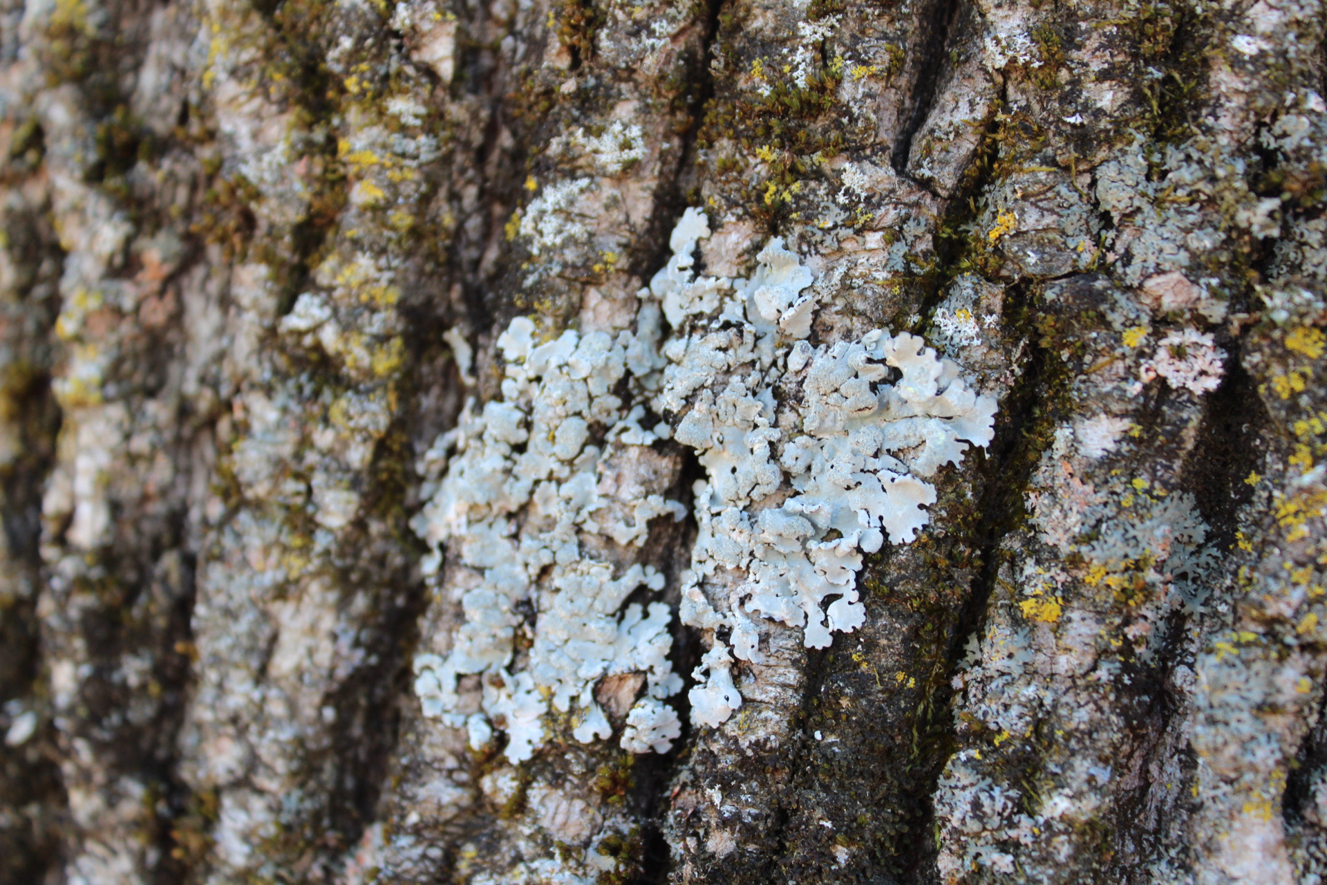 Exploring Local Lichens – autumn's country diary