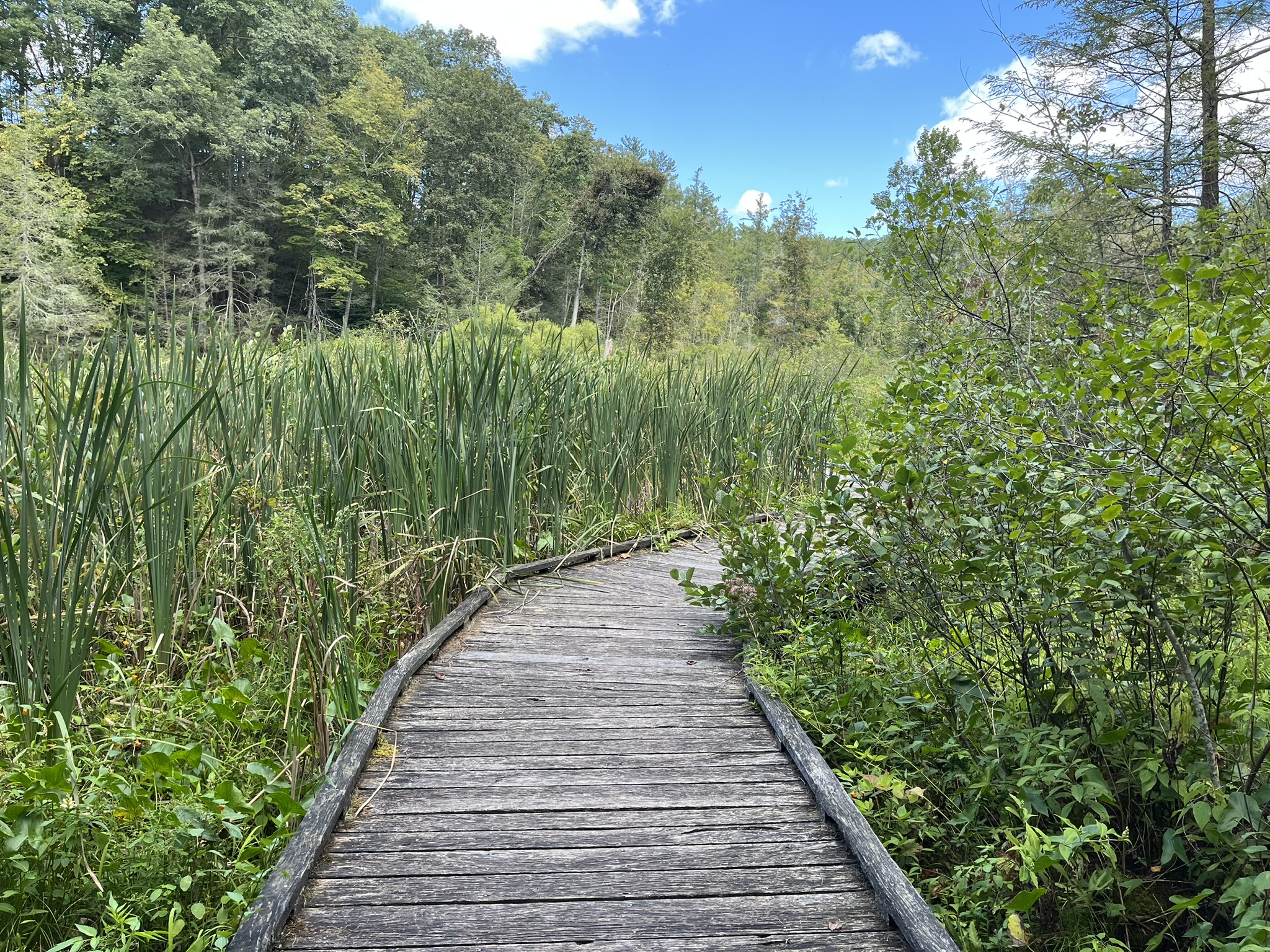 Autumn Knepp – writer & naturalist in northcentral pennsylvania